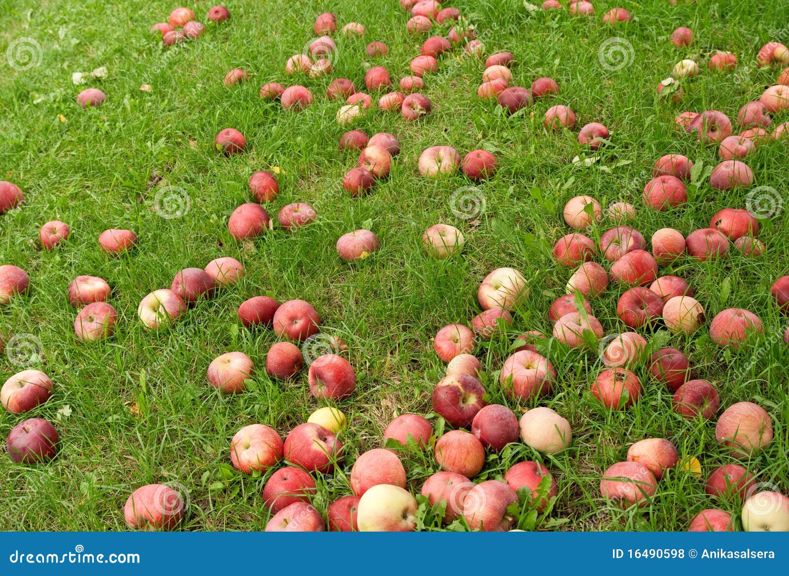 625 Many Fallen Apples Stock Photos - Free & Royalty-Free Stock Photos ...