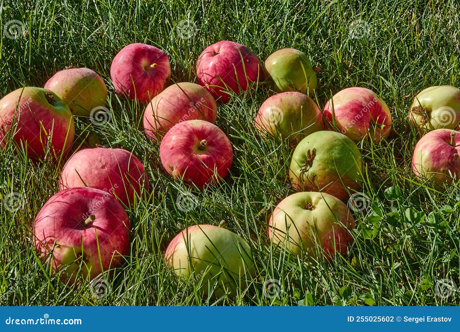 Fallen Red Apples on the Green Grass in the Garden. Stock Photo - Image ...