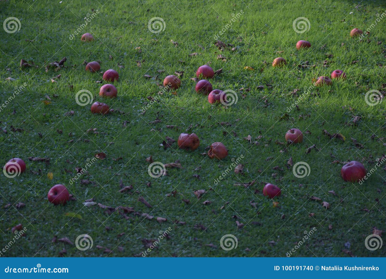 Fallen Red Apples Lying on the Green Grass in the Evening Stock Photo ...