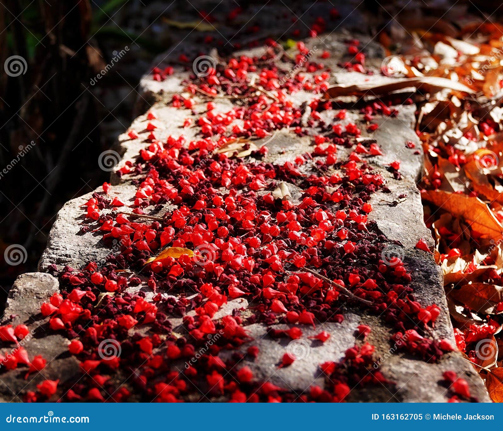 Fallen Red Flowers on a Stone Wall Stock Image - Image of fallen, field ...