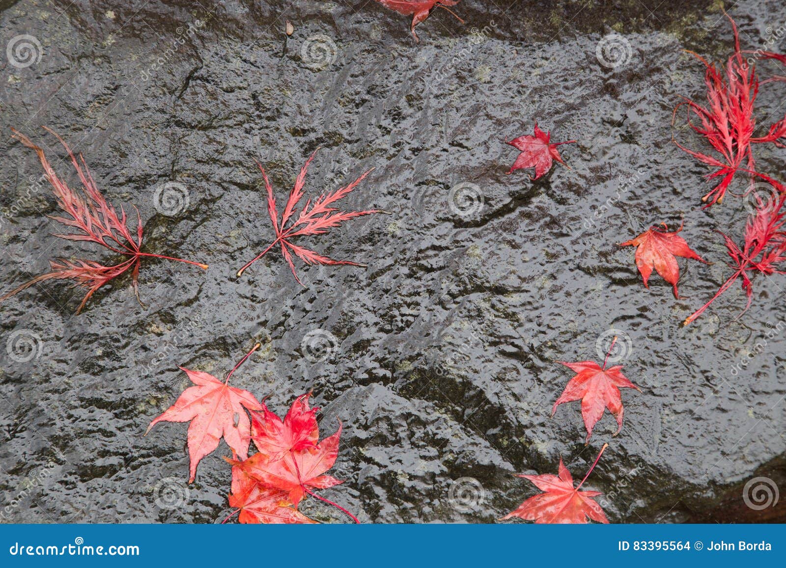 Fallen Red Leaves on a Decorative Rock Stock Photo - Image of ...