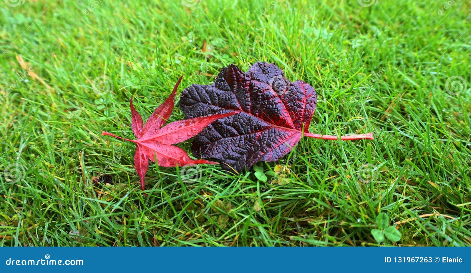 Fallen Red Leaves on Grass with Dew Drops Close Up. Stock Image - Image ...