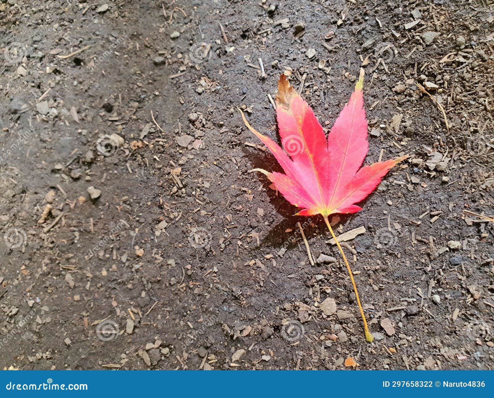 Fallen red maple leaf stock photo. Image of colorful - 297658322