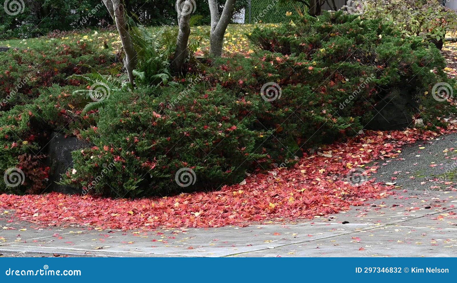 Fallen Red Maple Leaves Covering a Driveway and Sidewalk Stock Footage ...
