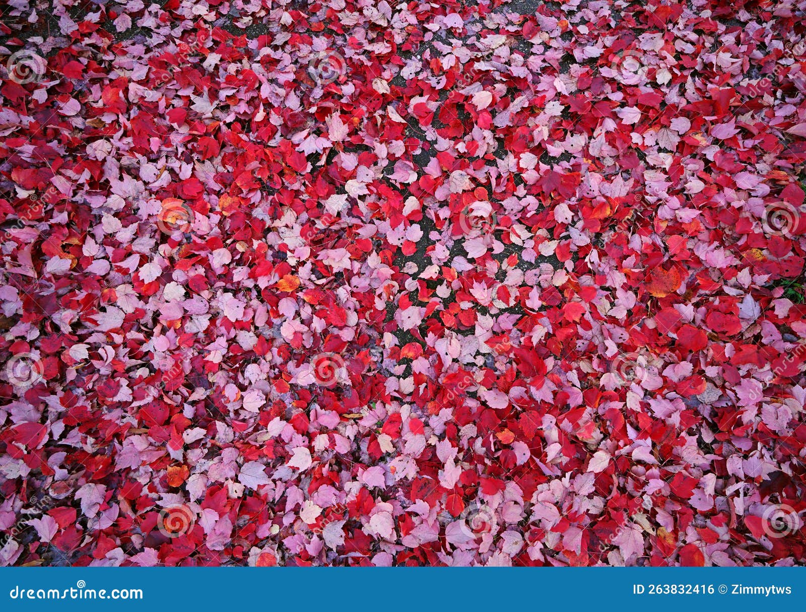Fallen Red Maple Leaves on the Ground in Autumn - Fall Foliage ...