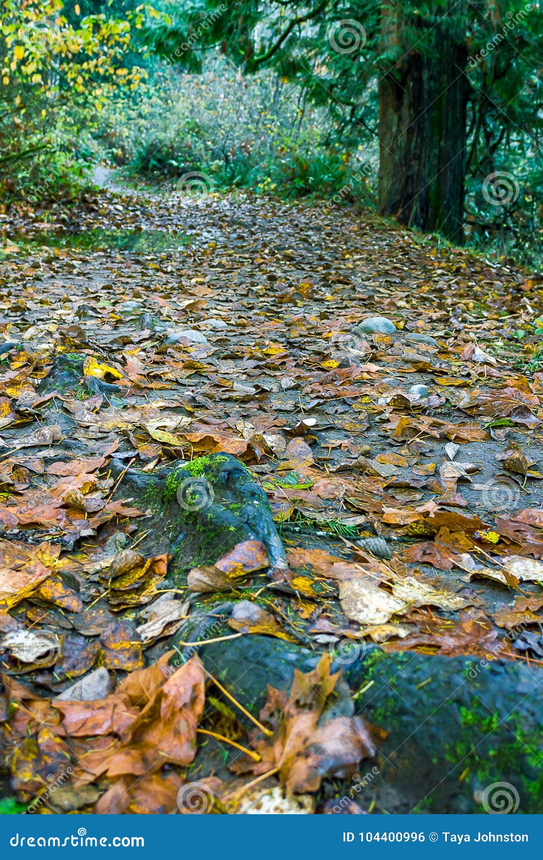 Tree roots in path stock photo. Image of beautiful, forest - 104400996