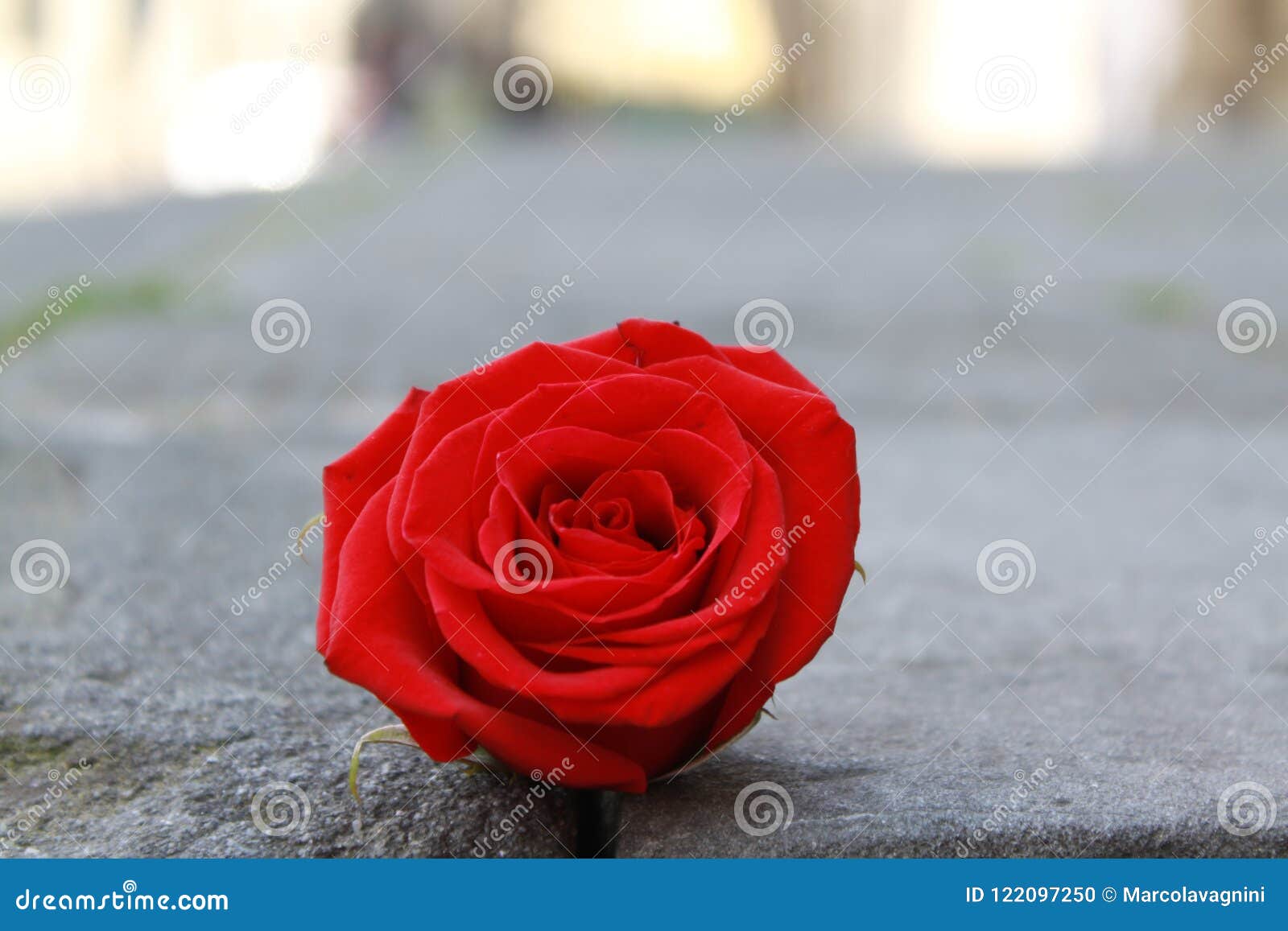 Fallen Red Rose on the Floor Stock Photo - Image of outdoor, metaphor ...