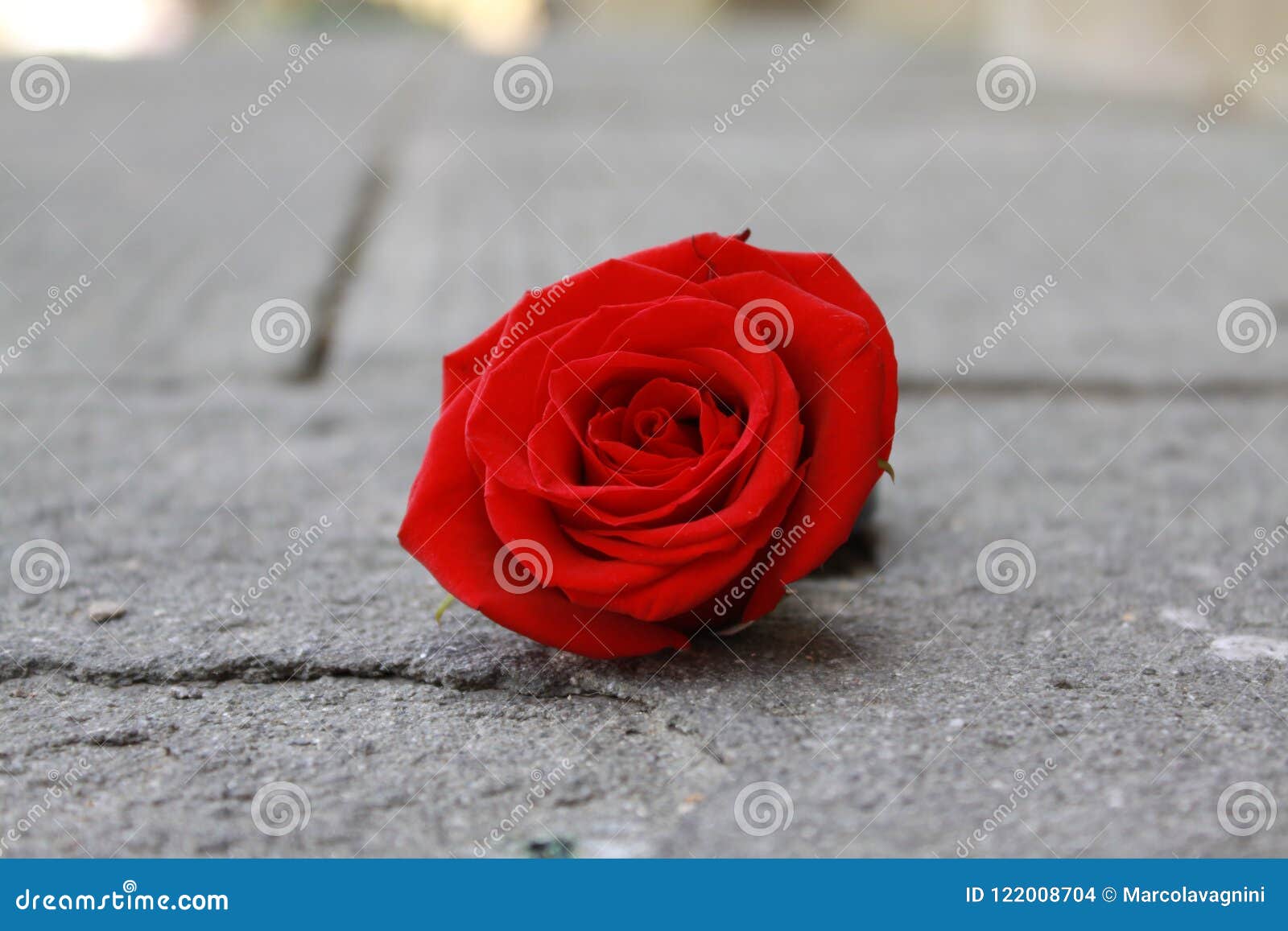 Fallen Red Rose on the Floor Stock Photo - Image of love, mourning ...