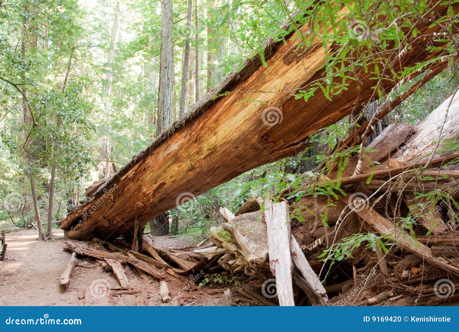 Fallen Redwood Tree stock photo. Image of plants, tree - 9169420