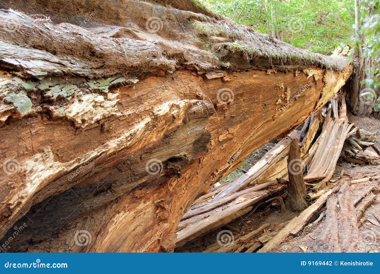 Fallen Redwood Tree stock photo. Image of giant, huge - 9169442