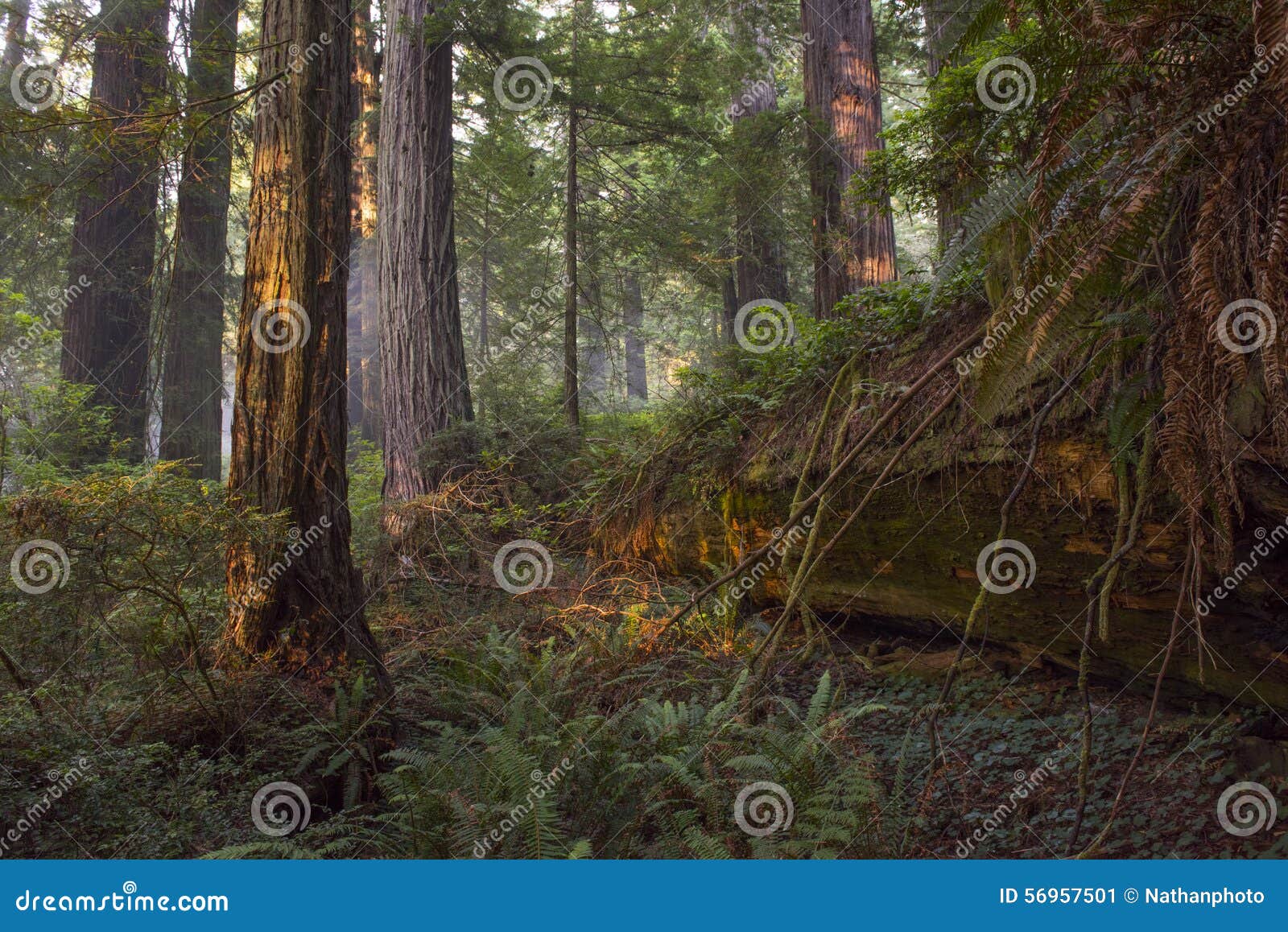 Fallen Redwood Tree, Ancient Forest Stock Image - Image of dead, green ...