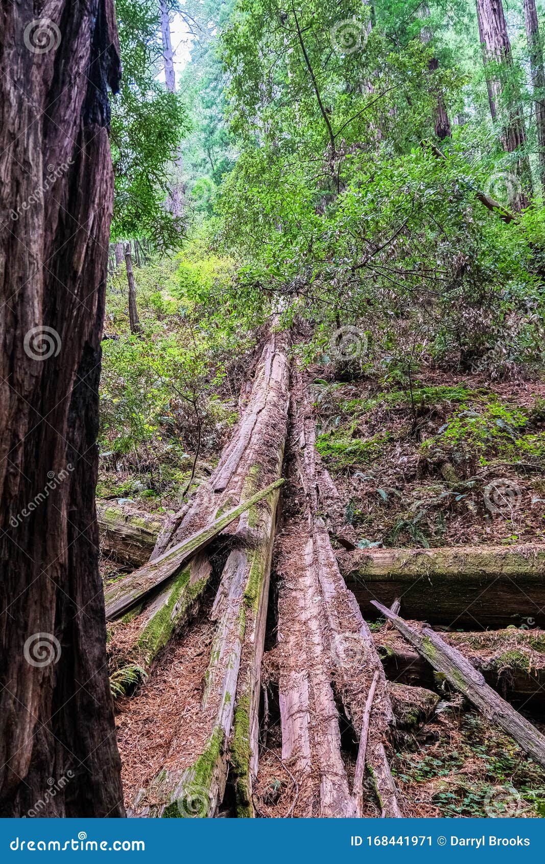 Fallen Redwood Tree in Forest Stock Image - Image of trunk, outdoors ...