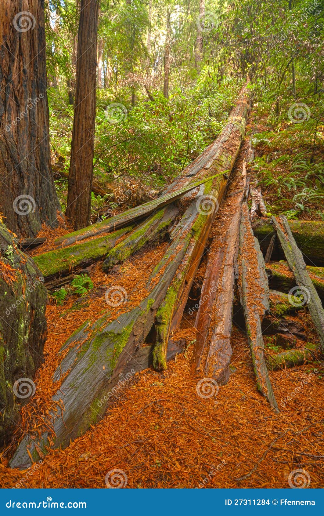 Fallen Redwood Tree on Ground Stock Photo - Image of split, serene ...