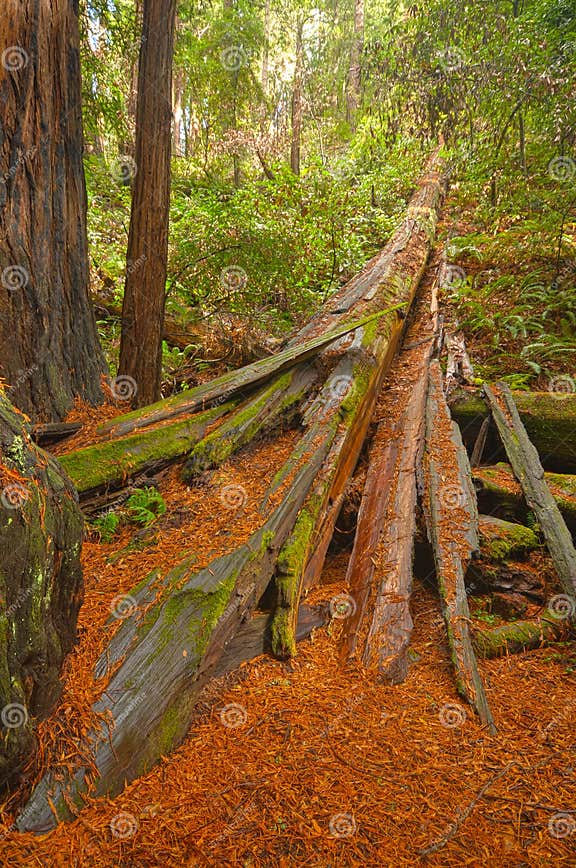 Fallen Redwood Tree on Ground Stock Photo - Image of split, serene ...