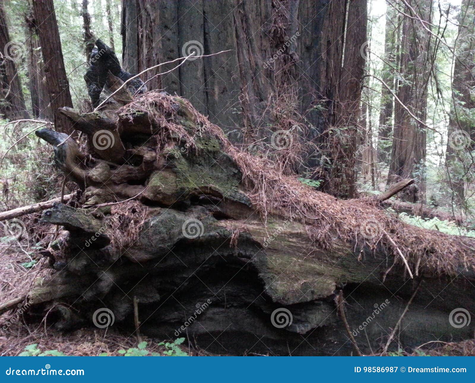 Fallen Redwood Tree stock image. Image of idyllic, giant - 98586987