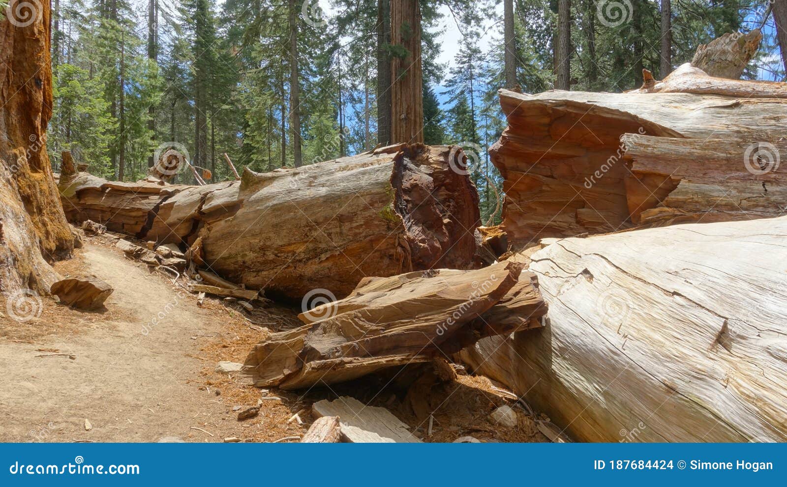 Fallen Redwood Tree at Trail of 100 Giants in Sequoia National Forest ...