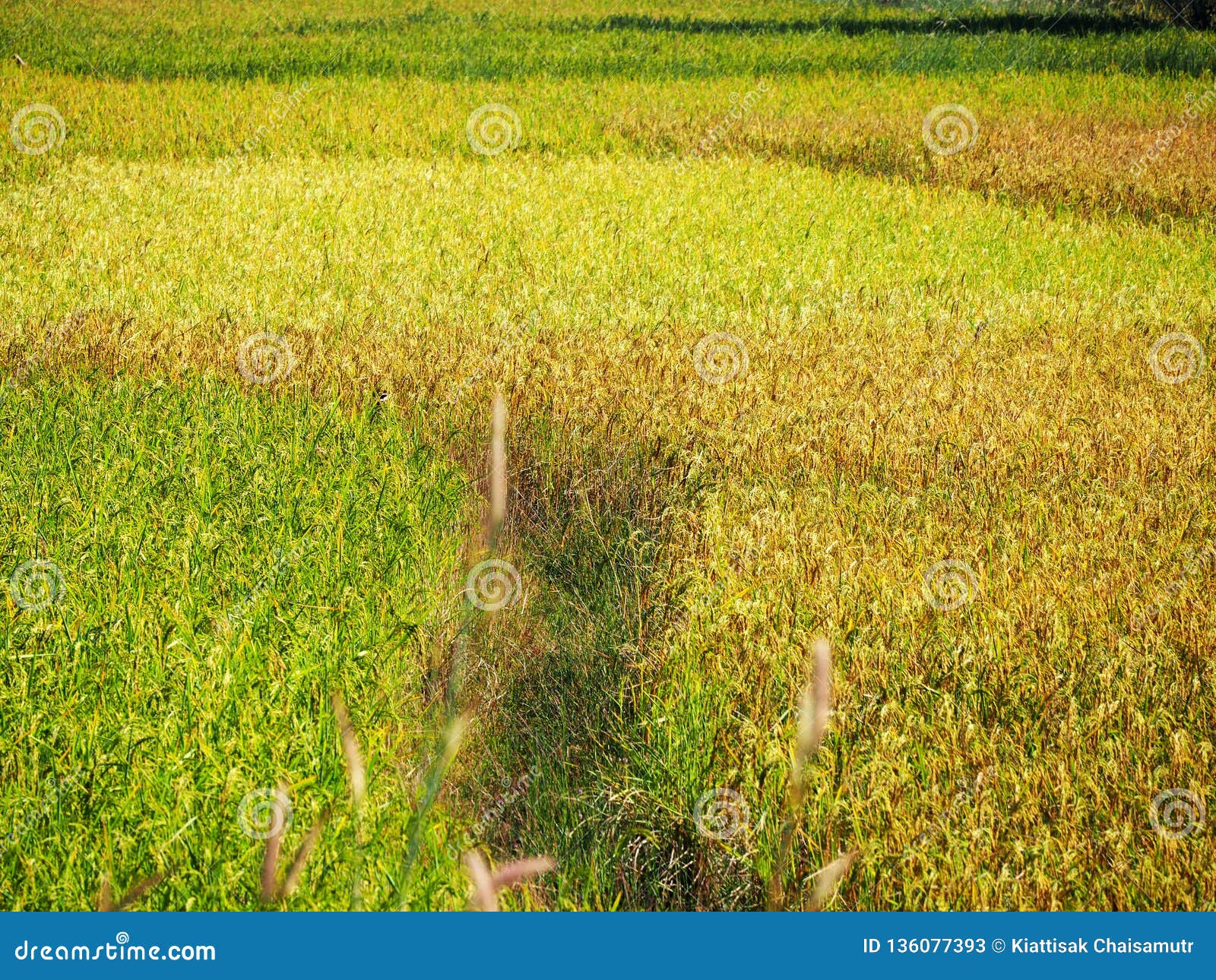 Fallen rice in the field stock image. Image of grain - 136077393