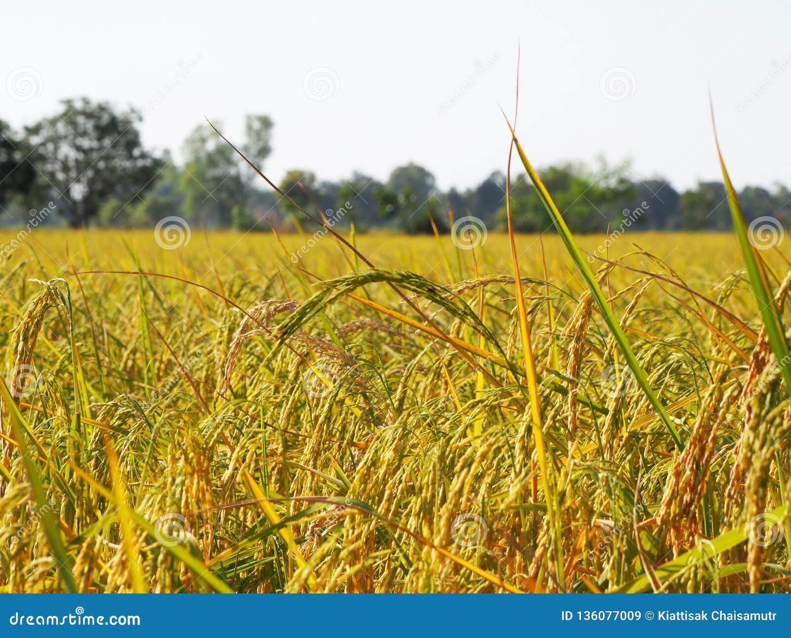 Fallen rice in the field stock image. Image of farming - 136077009