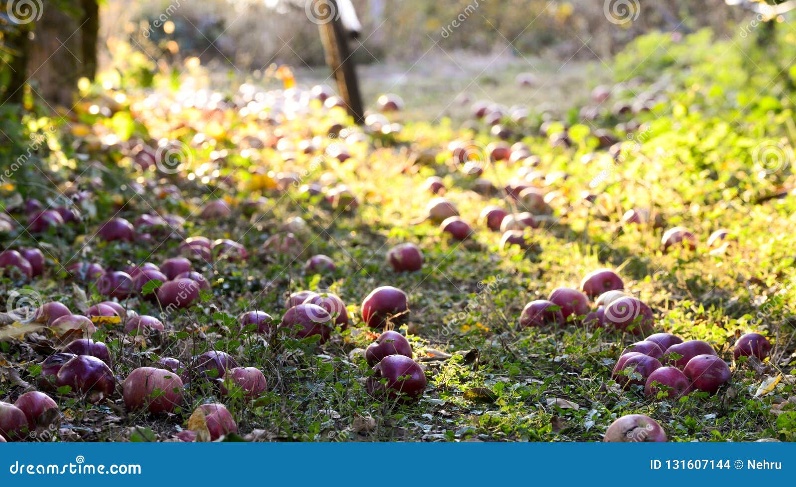 Fallen Ripe Apples in an Orchard, Shallow Mage Stock Photo - Image of ...