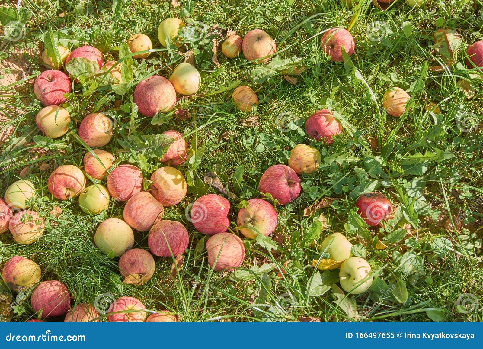 Fallen Ripe Apples Under the Apple Tree on the Grass Stock Image ...