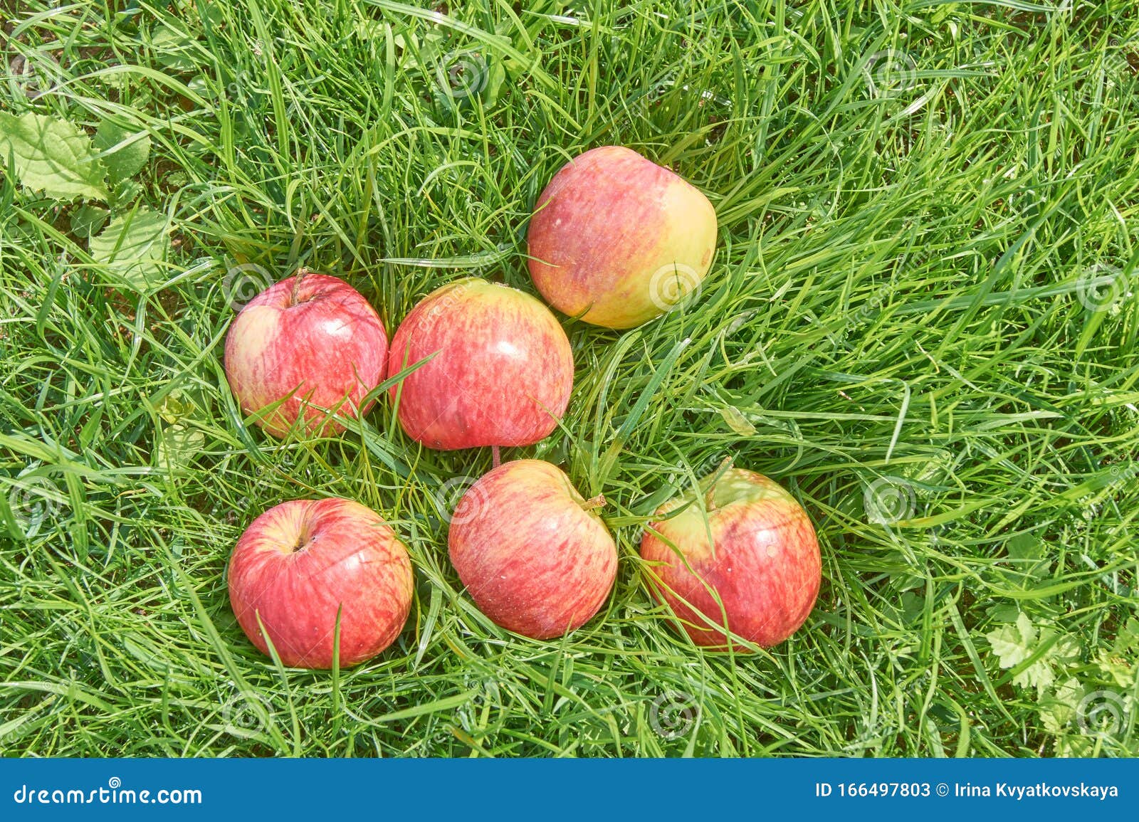 Fallen Ripe Apples Under the Apple Tree on the Grass Stock Image ...