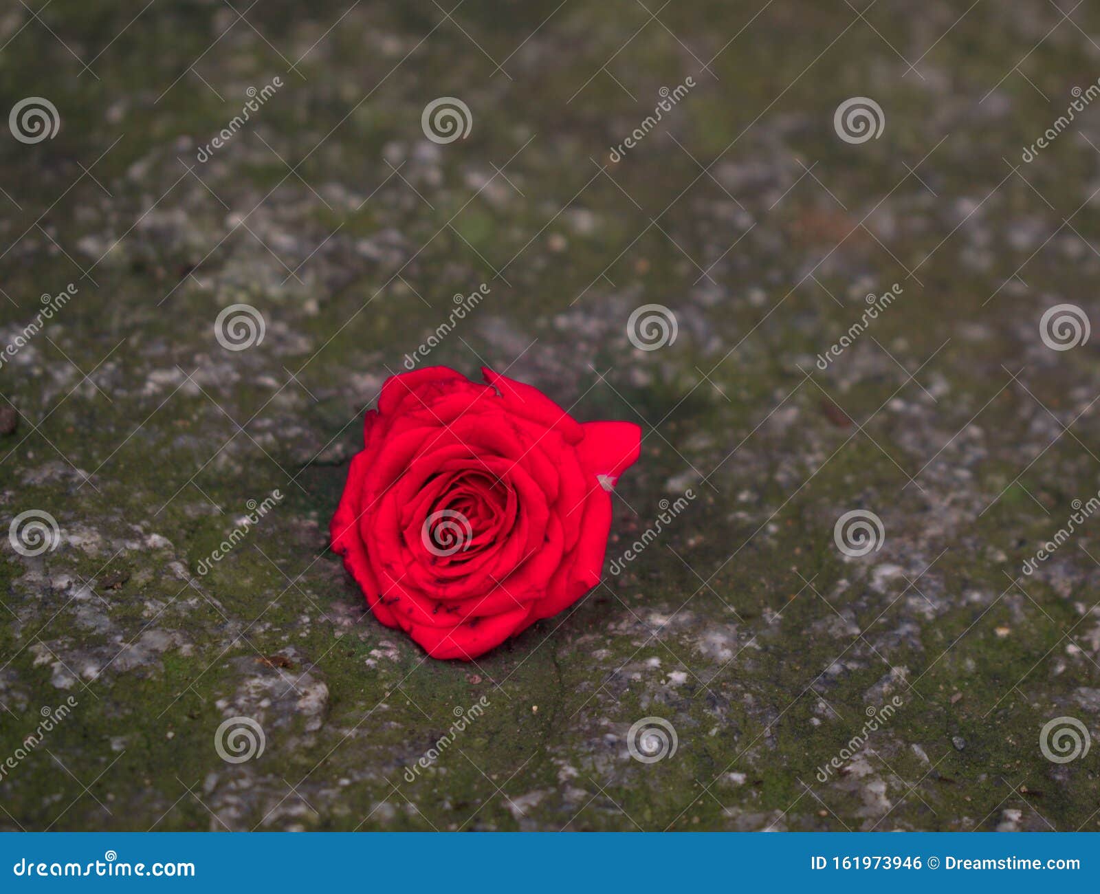 A fallen Rose stock photo. Image of click, grounds, subhams - 161973946