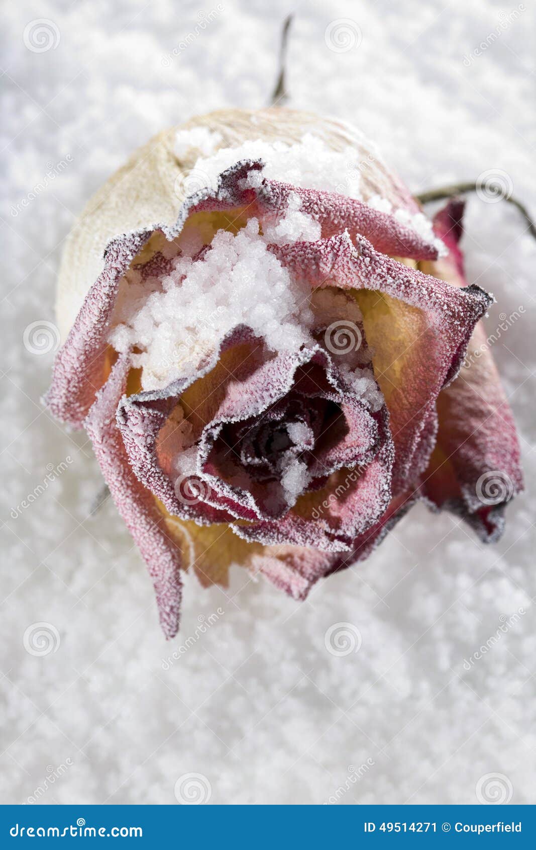Fallen rose stock image. Image of floral, tender, frosted - 49514271