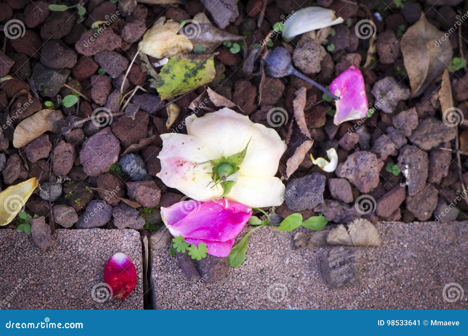 Fallen rose stock image. Image of petals, melancholia - 98533641