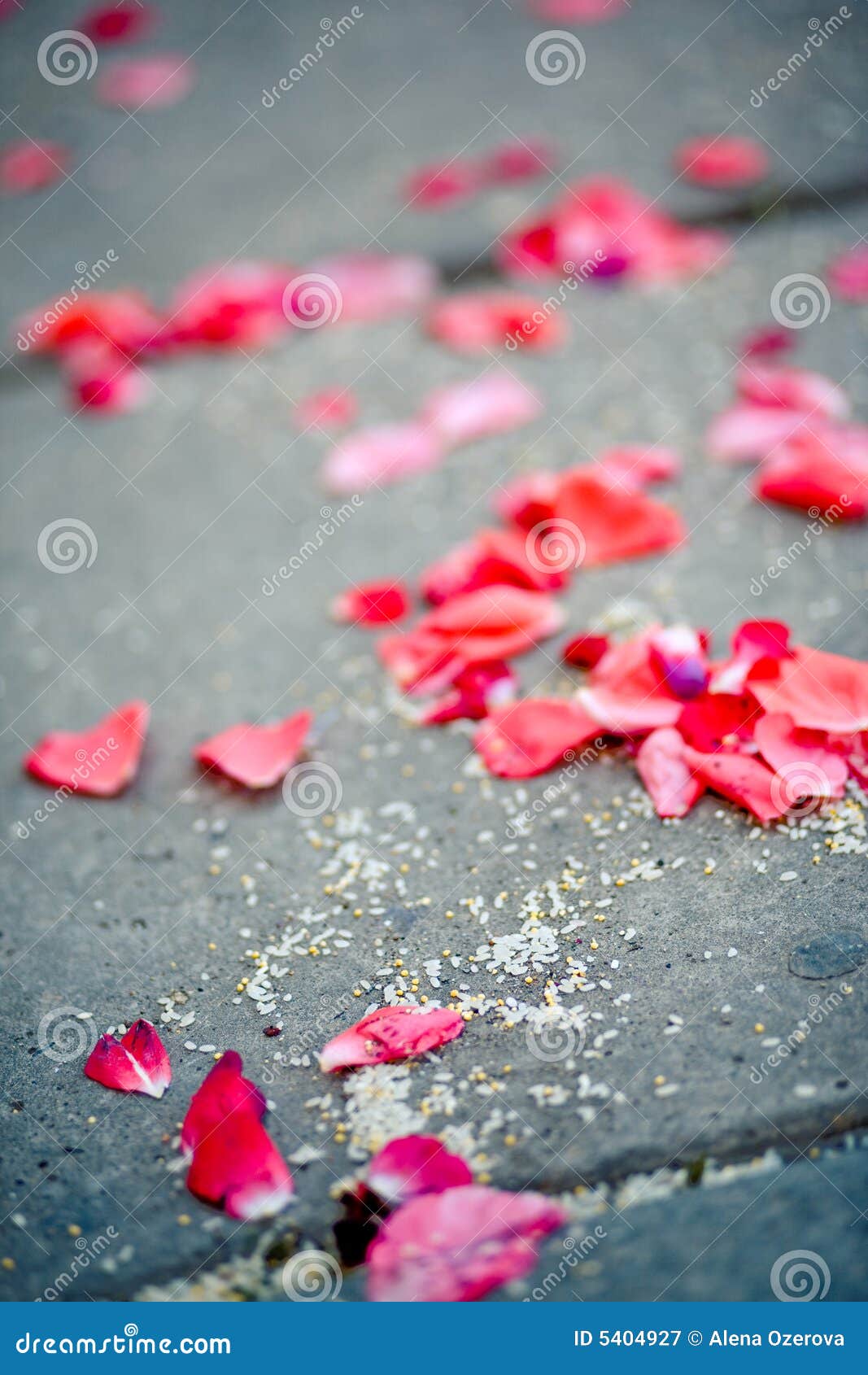 Fallen rose petals stock image. Image of love, card, fragility - 5404927