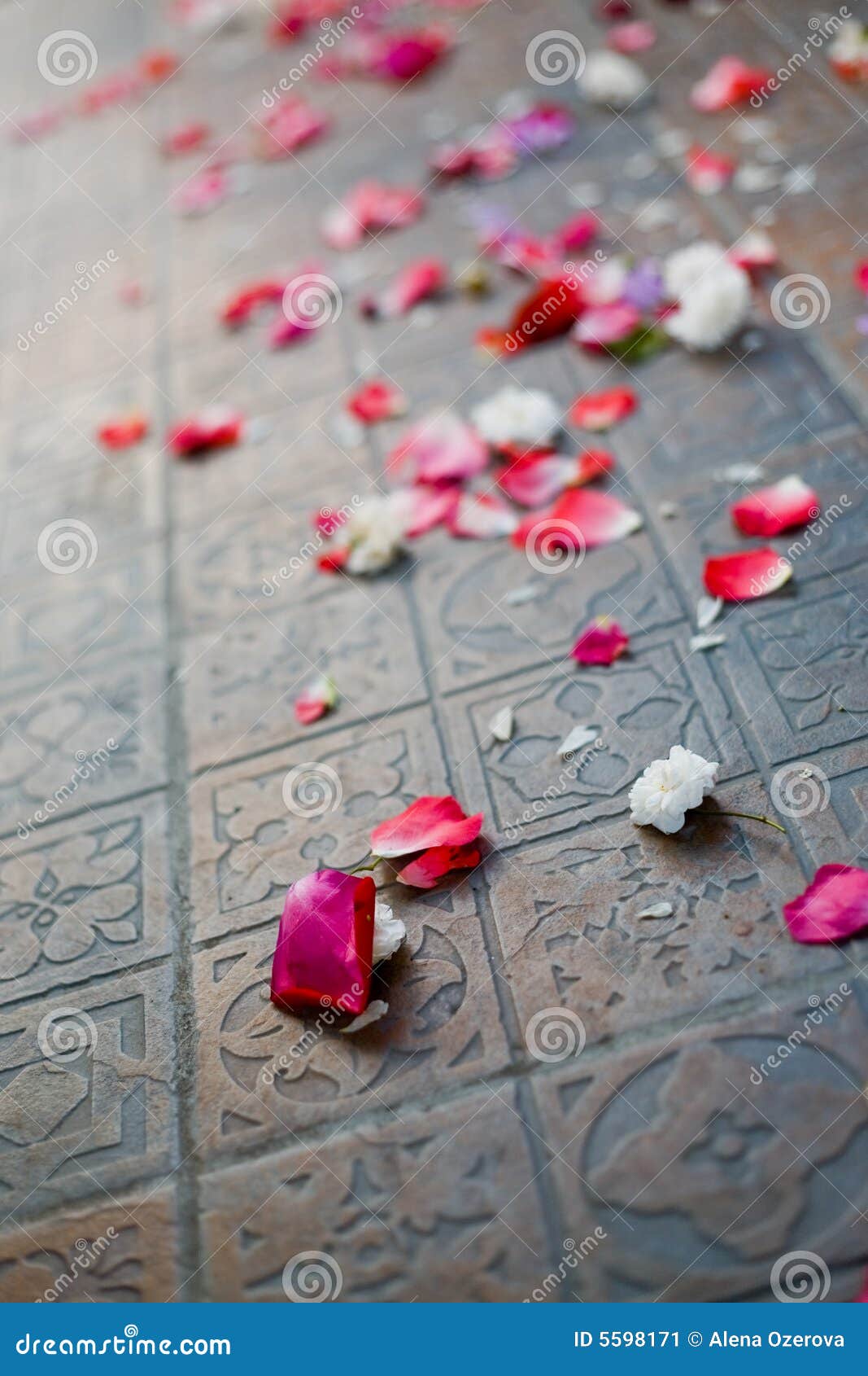 Fallen Rose Petals Stock Image - Image: 5598171