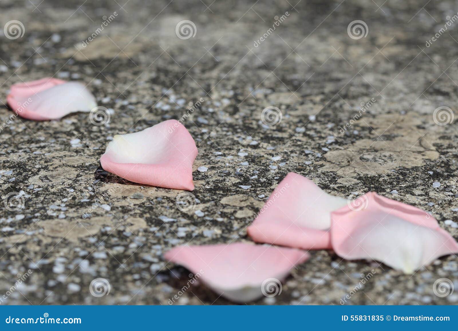 Fallen rose petals stock image. Image of ground, rose - 55831835