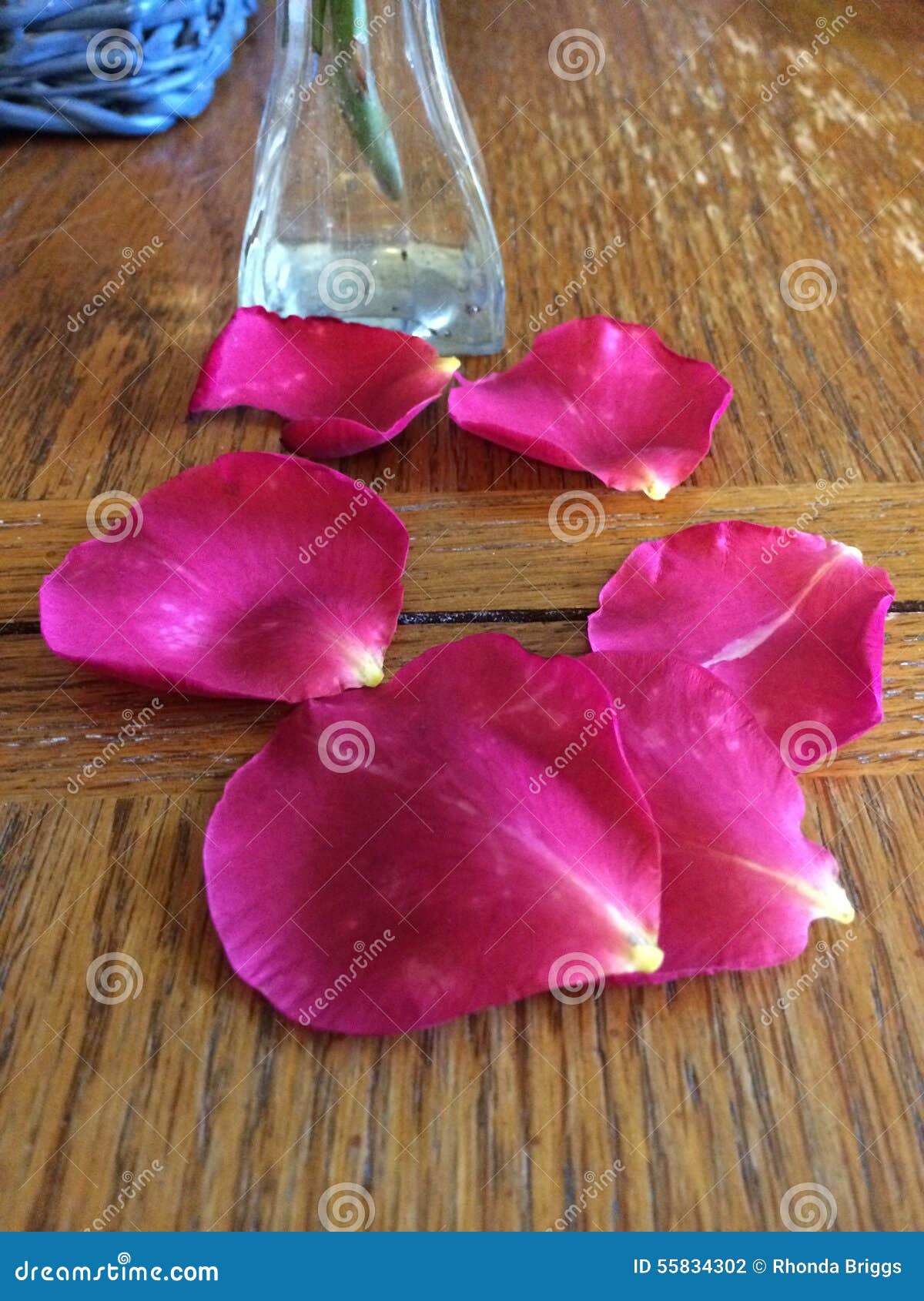 Fallen Rose Petals stock photo. Image of litter, dead - 55834302