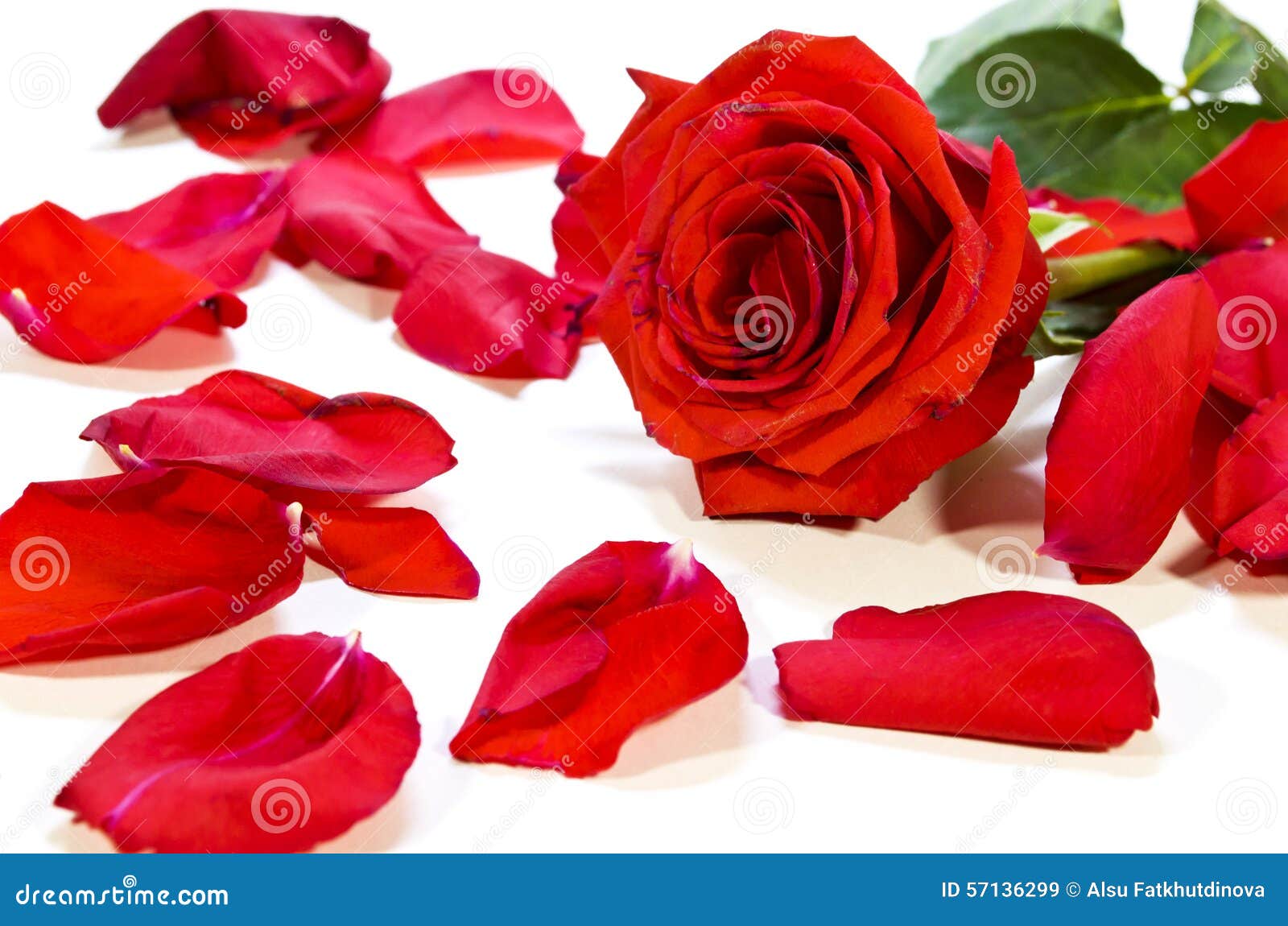 Fallen rose petals stock image. Image of hovering, death - 57136299