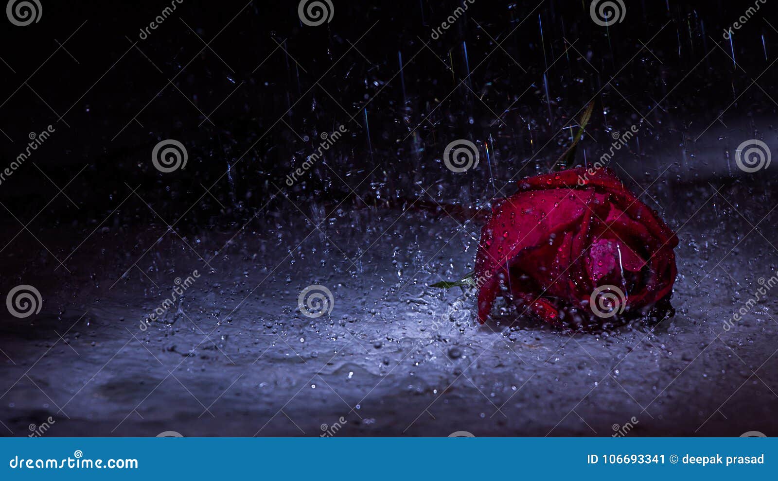 The fallen rose stock image. Image of flower, rose, fallen - 106693341