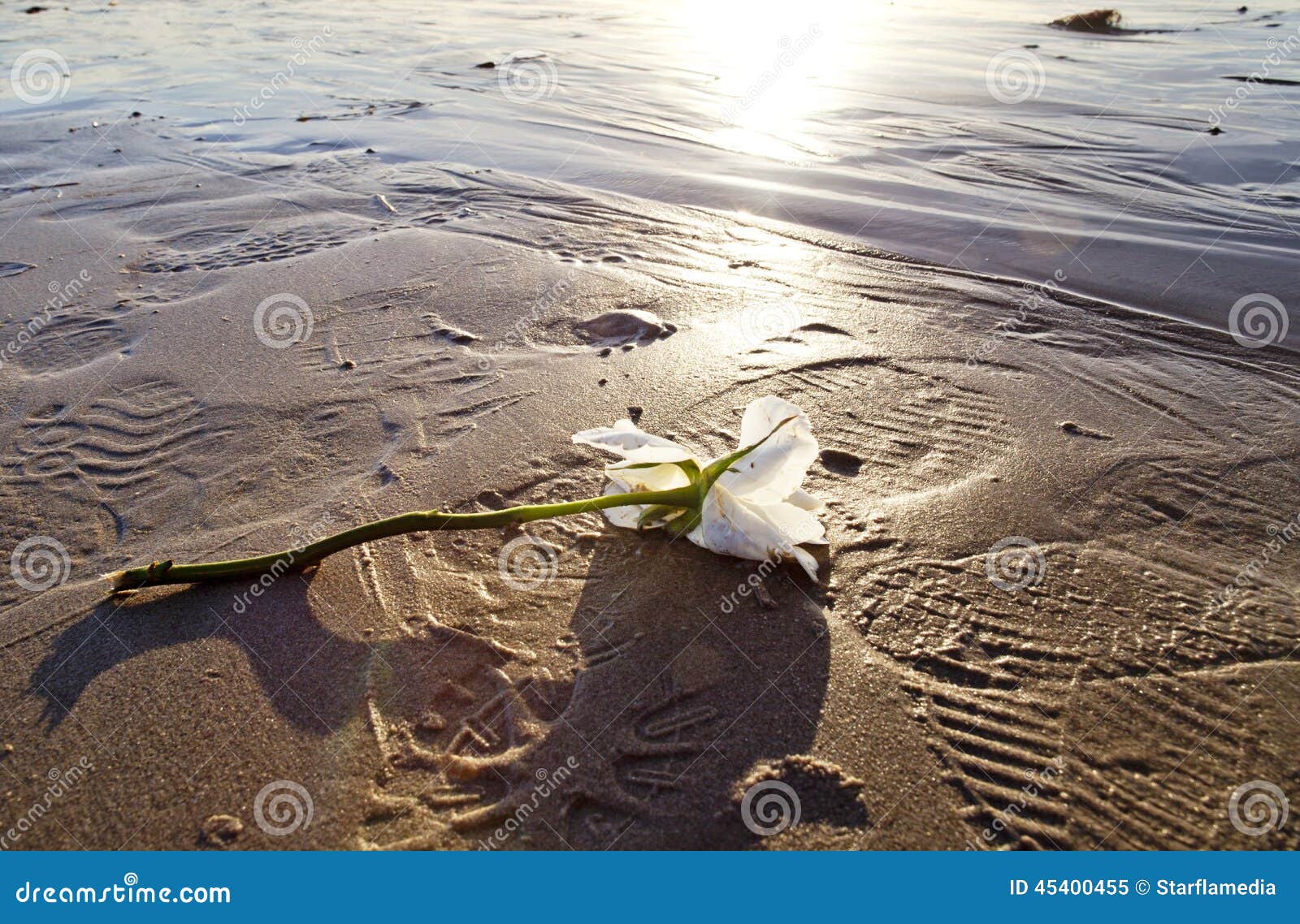 Fallen Rose stock image. Image of prints, sunset, white - 45400455