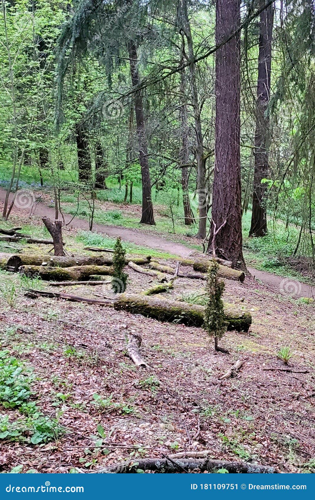Fallen Dead Logs Arranged in a Pattern 4 Stock Image - Image of pattern ...