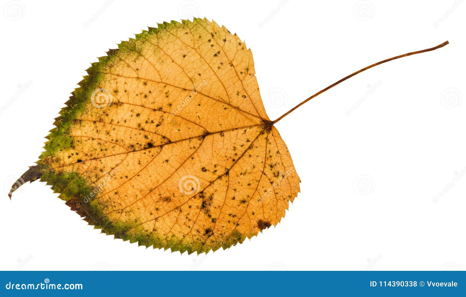 Fallen Rotten Leaf of Linden Tree Isolated Stock Photo - Image of plant ...