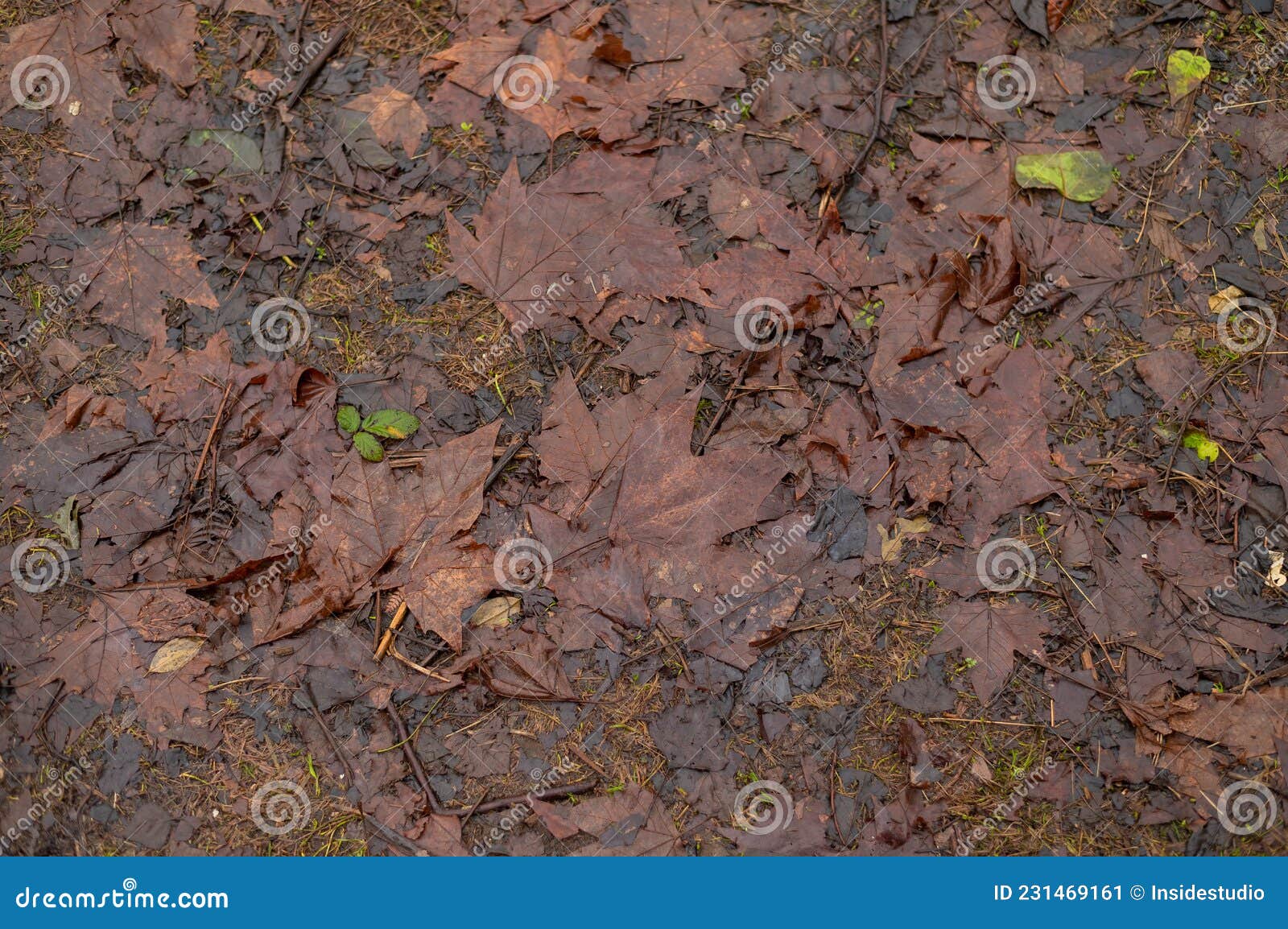 Fallen Rotten Maple Leaves on the Ground. Stock Image - Image of ...