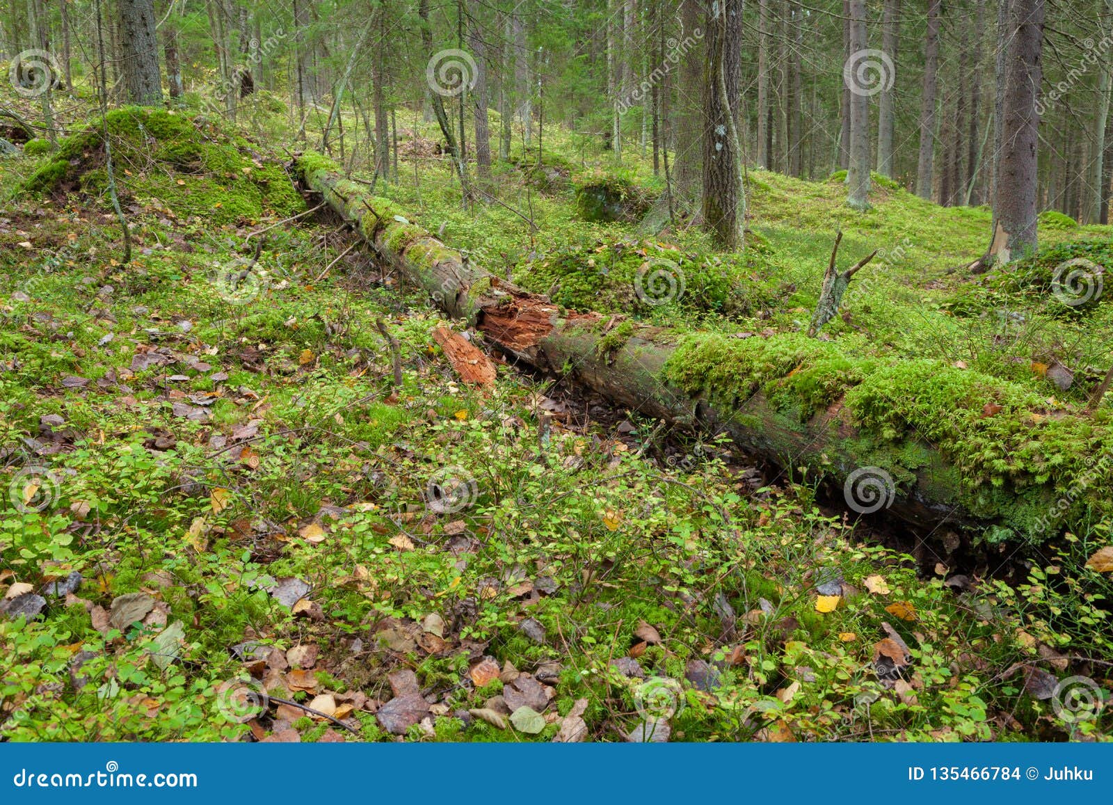 Fallen Rotten Tree in Forest Stock Photo - Image of outdoor, fallen ...