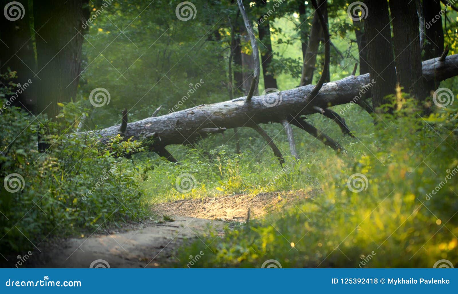 A Fallen Rotten Tree in the Forest. Summer Trees and Foliage Stock ...