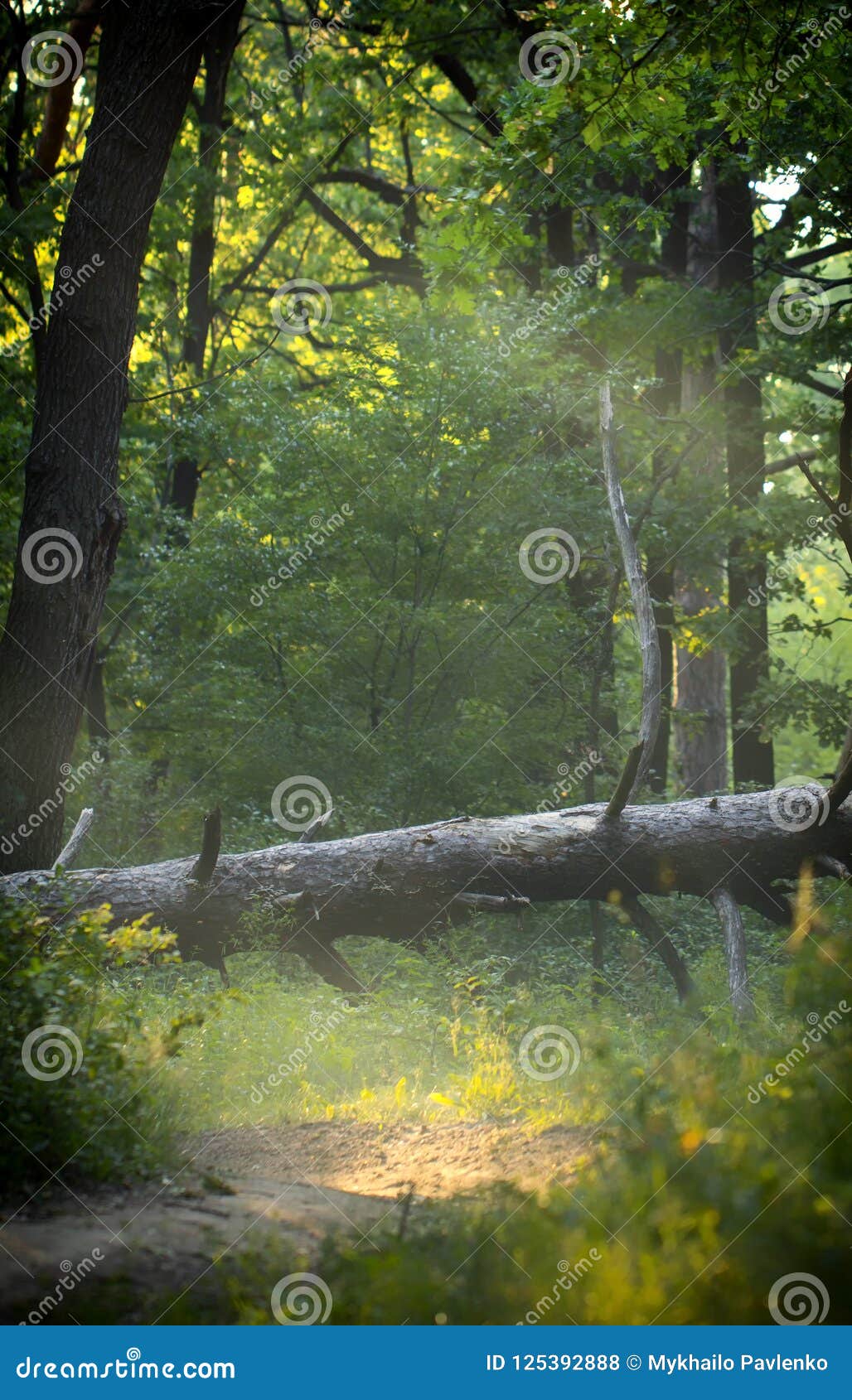 A Fallen Rotten Tree in the Forest. Summer Trees and Foliage Stock ...