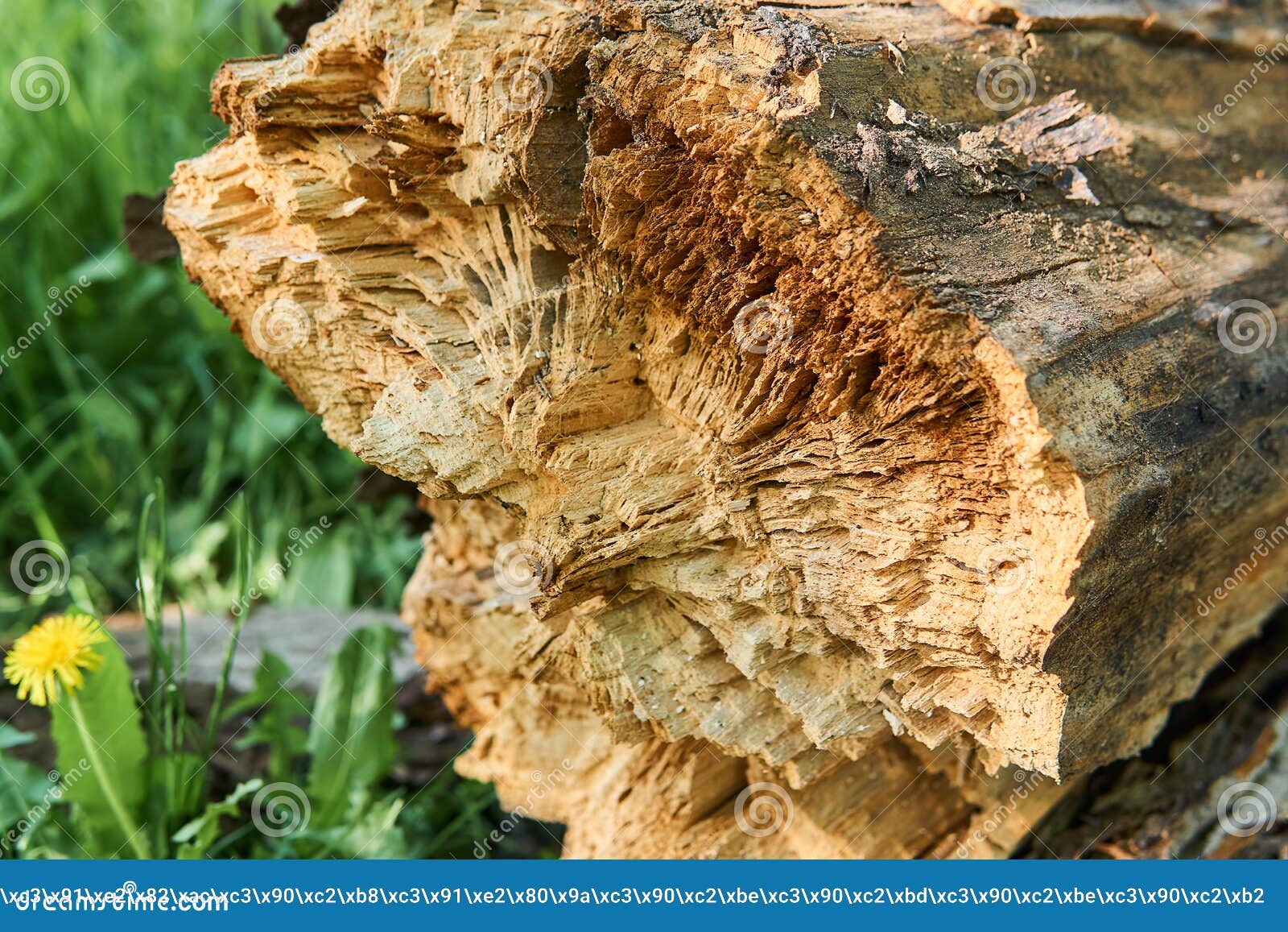 Fallen Rotten Tree on Natural Blurred Background Stock Photo - Image of ...