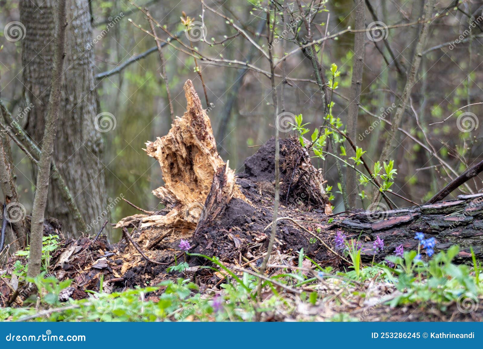 Fallen Rotten Tree in Spring Forest Ecosystem Stock Image - Image of ...