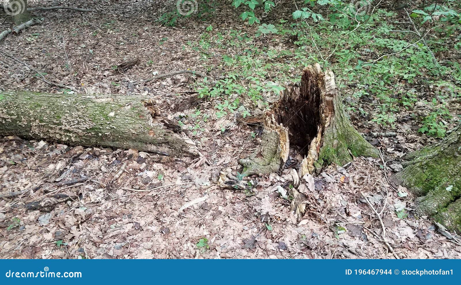 Fallen Rotten Tree with Stump in Forest or Woods Stock Photo - Image of ...