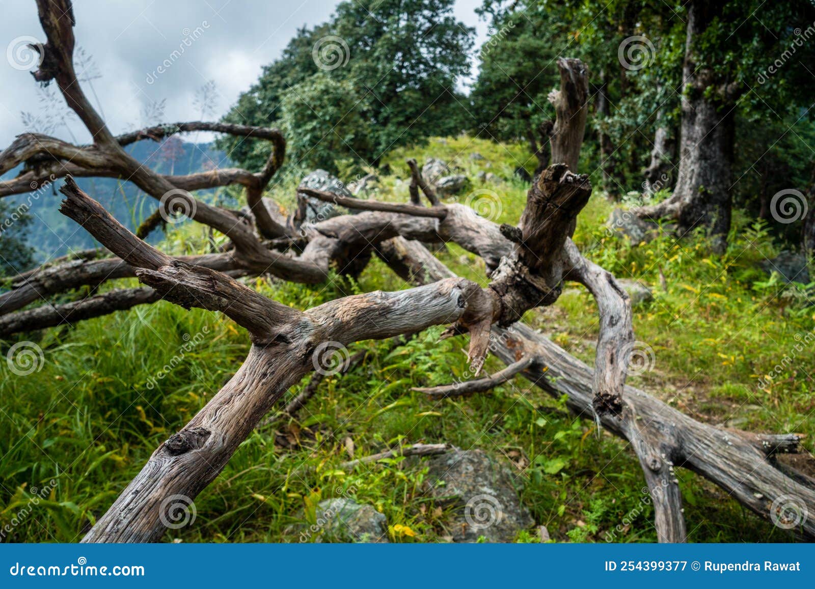 A Fallen Rotting Tree in the Forest of Uttarakhand, India Stock Image ...