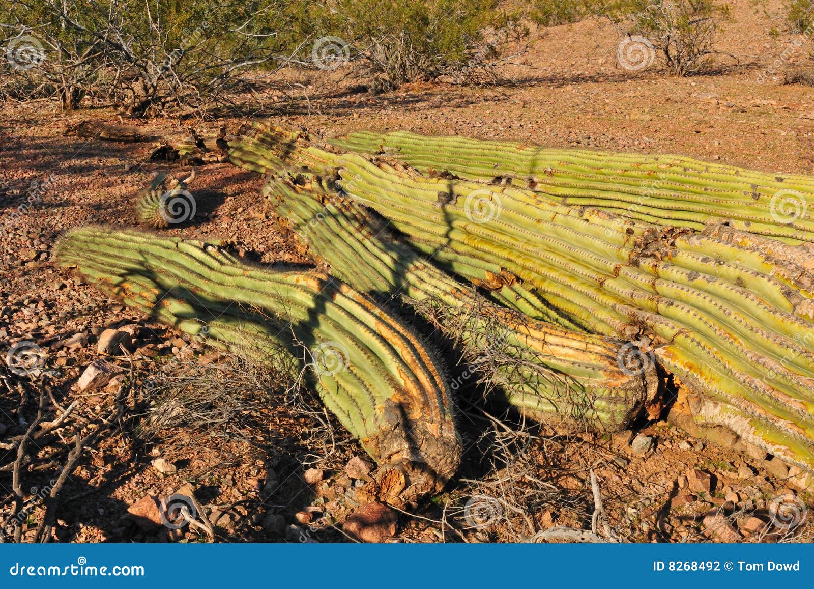 Fallen Saguaro Cactus stock photo. Image of botanical - 8268492