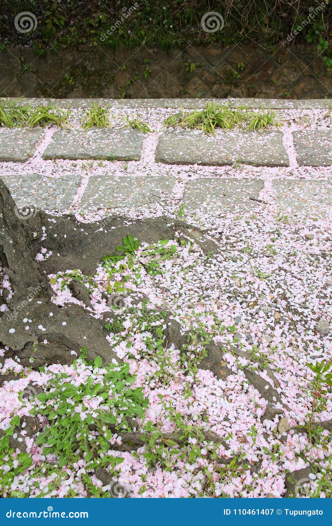 Fallen sakura petals stock image. Image of cherry, asia - 110461407