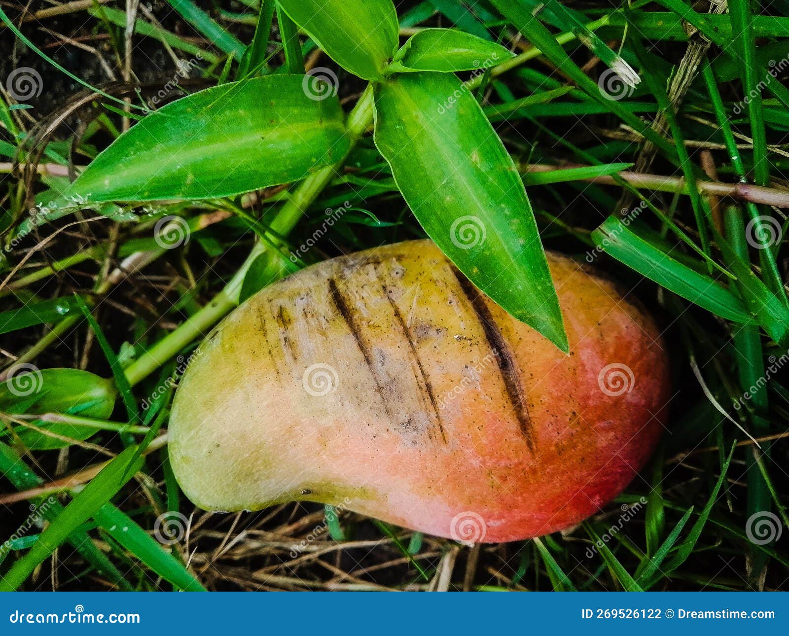 Fallen and Scratched Ripe Mangoes Stock Photo - Image of drawing, mango ...