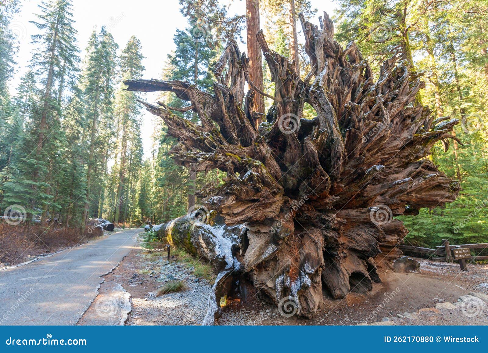 Giant Root of a Fallen Sequoia Tree Laid by the Roadside Stock Photo ...