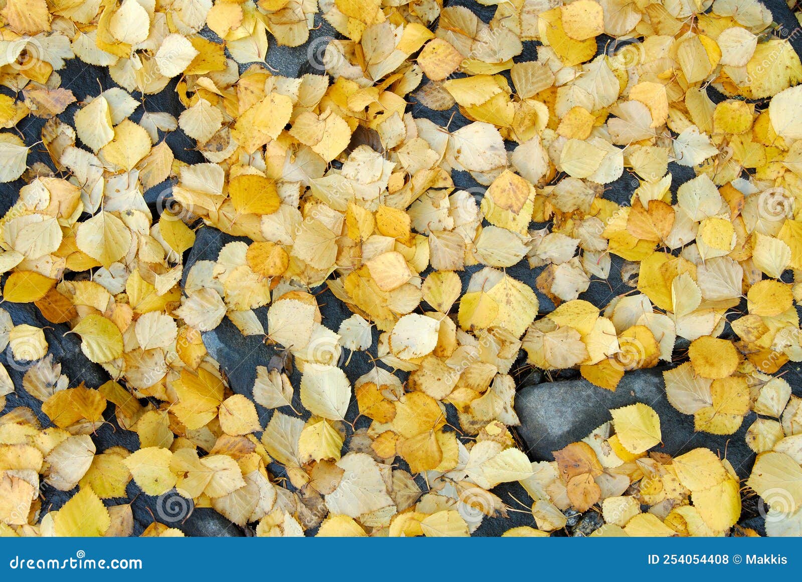 Fallen Silver Birch Autumn Leaves on the Ground Stock Photo - Image of ...